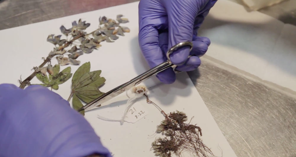Fly to Alaska to “barcode” plants with scientist Ellen Jorgensen
