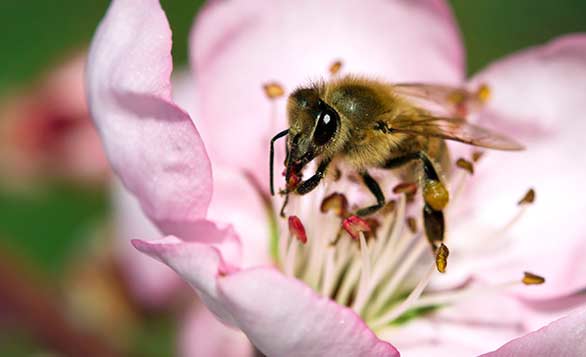 What is it about bees? Three experts on why they’re fascinating, why ...