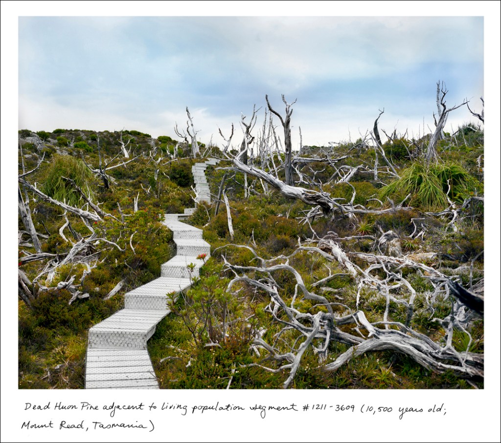 Gallery: The oldest living things in the world
