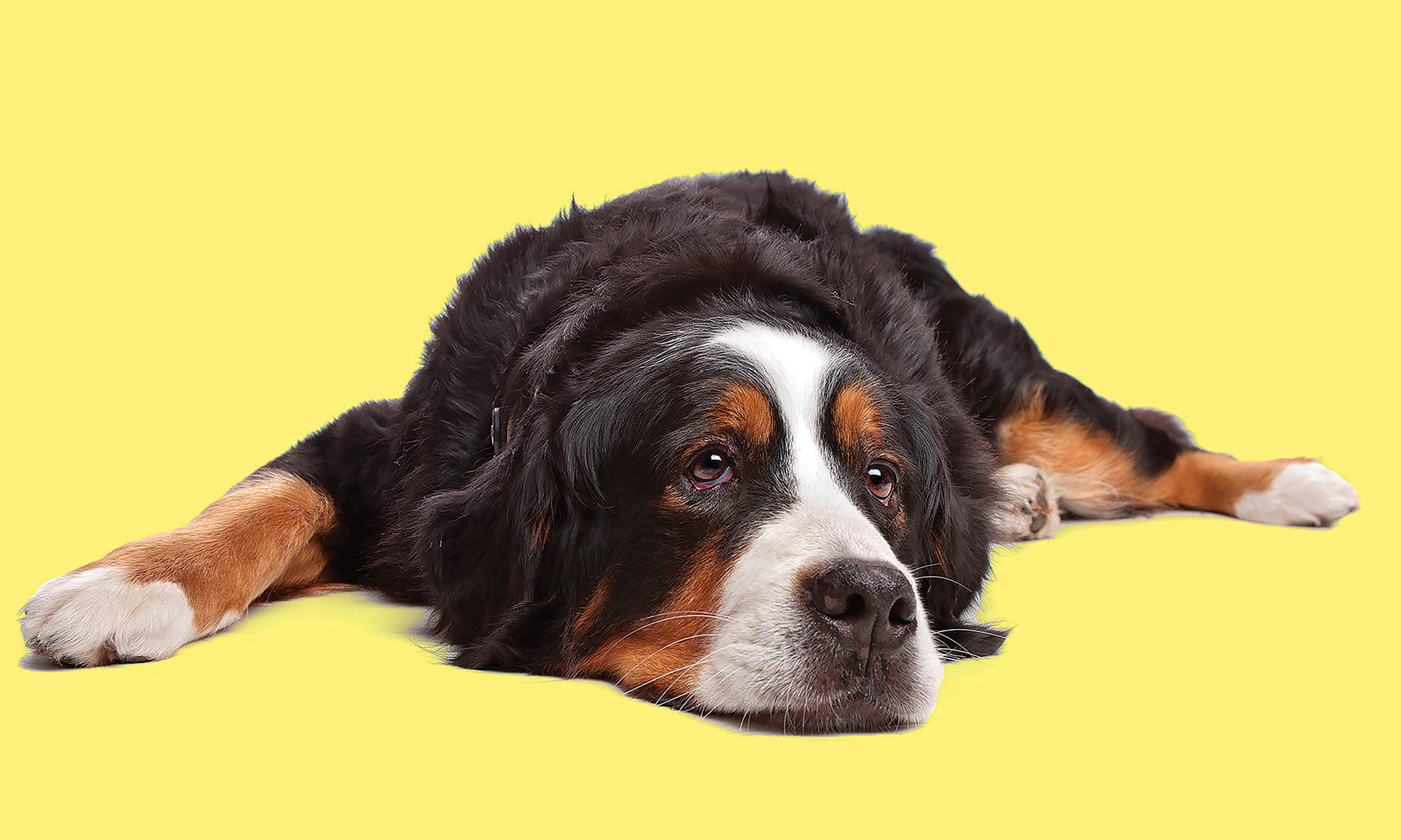 What can we learn from how animals cope?