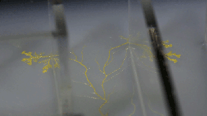 What is this pretty yellow goo? Delicious slime mold, of course