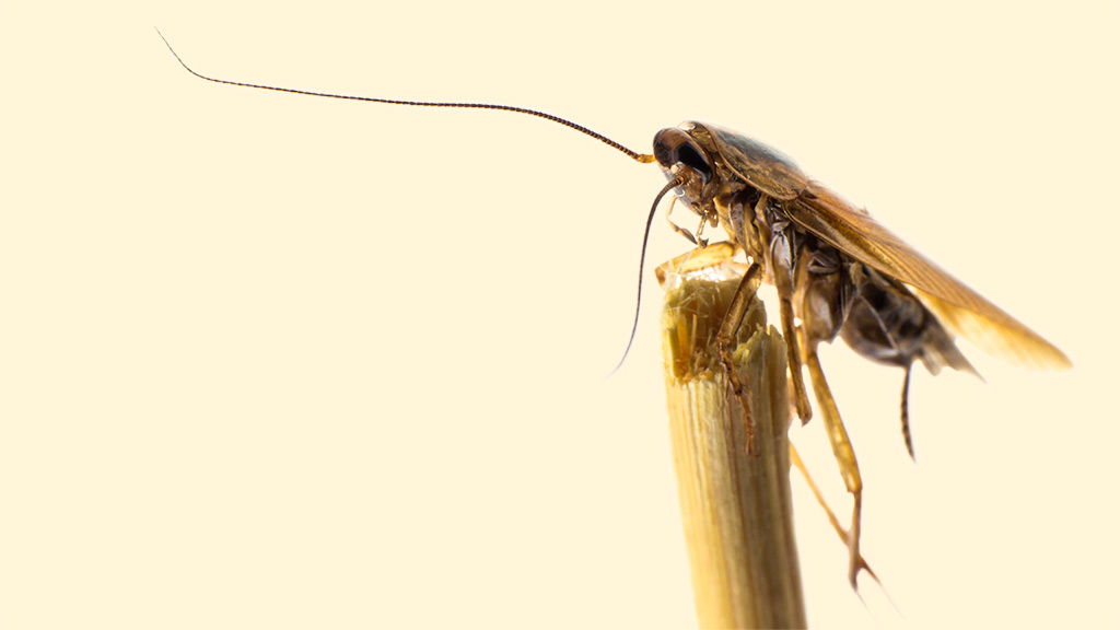 Take a moment to appreciate the cockroach