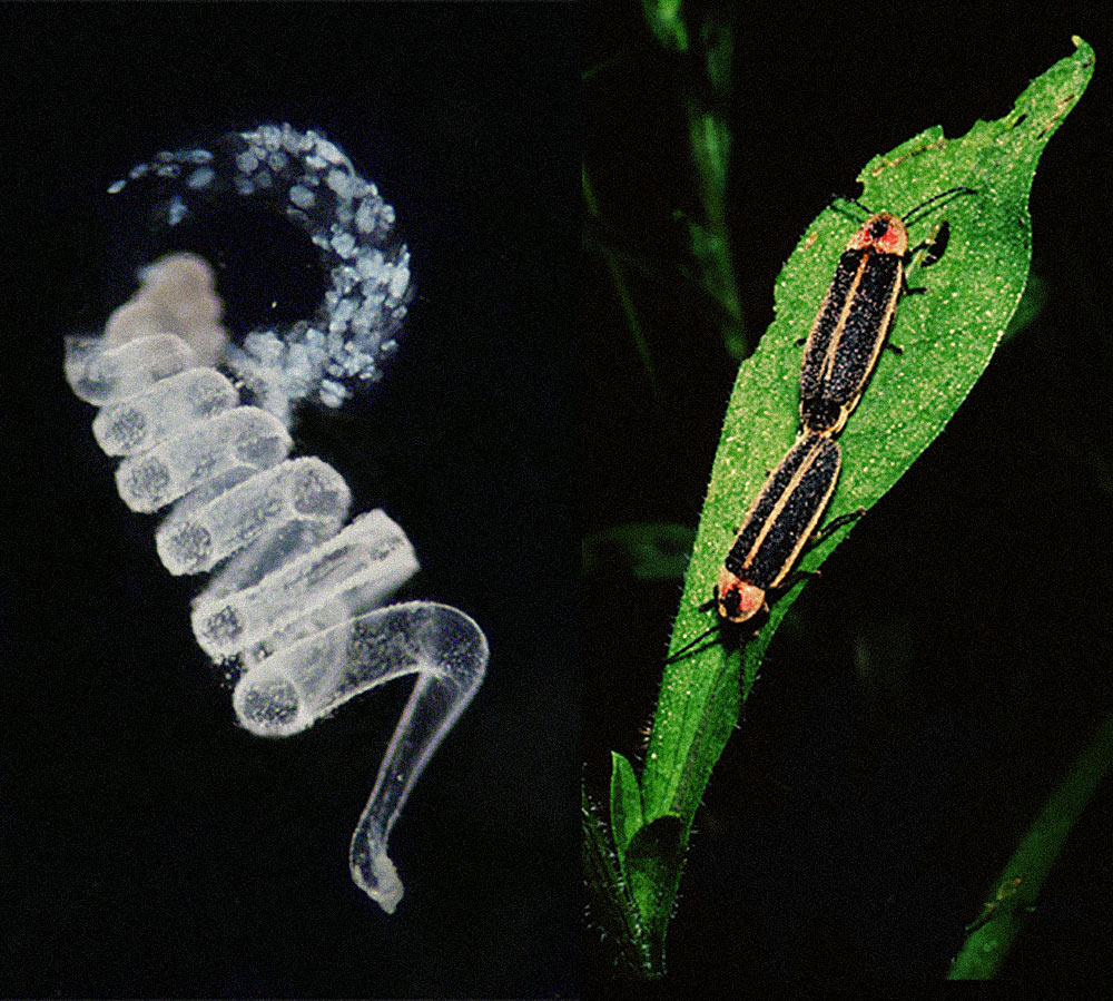 An unexpected wedding present: What fireflies give each other on their ...