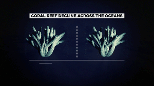 Beautiful and sad GIFs that show what’s happening to the ocean