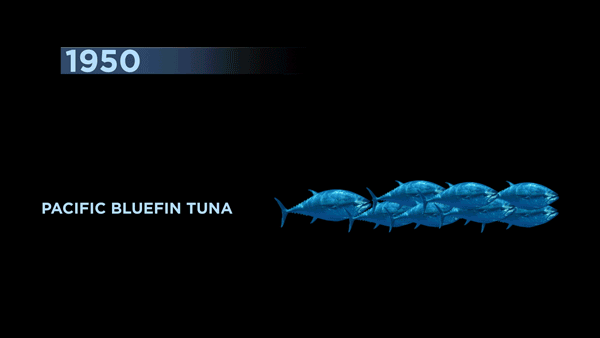 Beautiful and sad GIFs that show what’s happening to the ocean