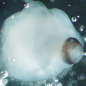 How one scientist is growing miniature brains in her lab