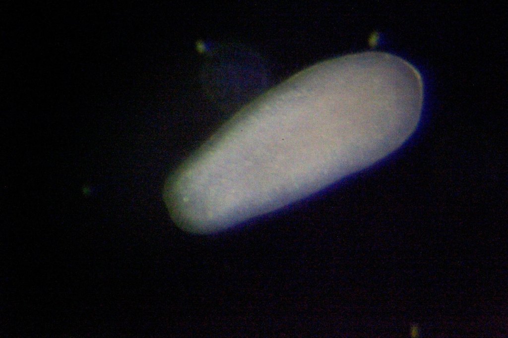 A day in the life of baby coral