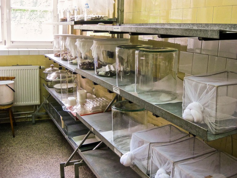 My quest to understand everything about bed bugs