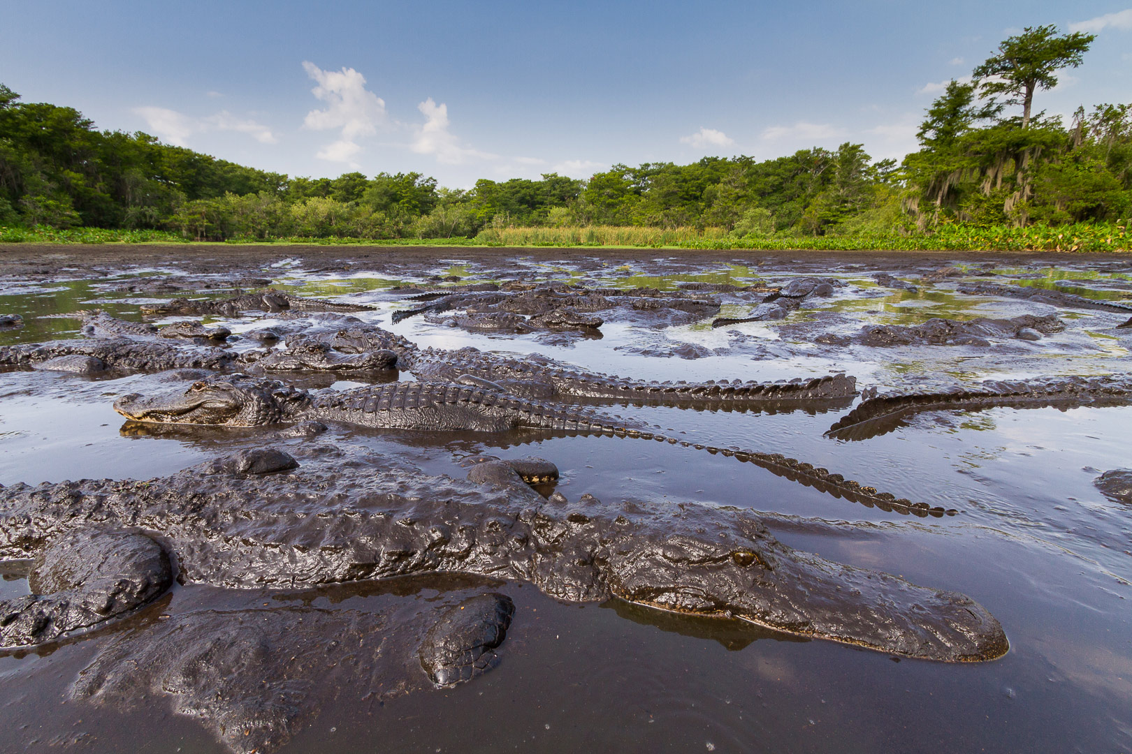 Gallery: Mac Stone shows you what too close to an alligator looks like