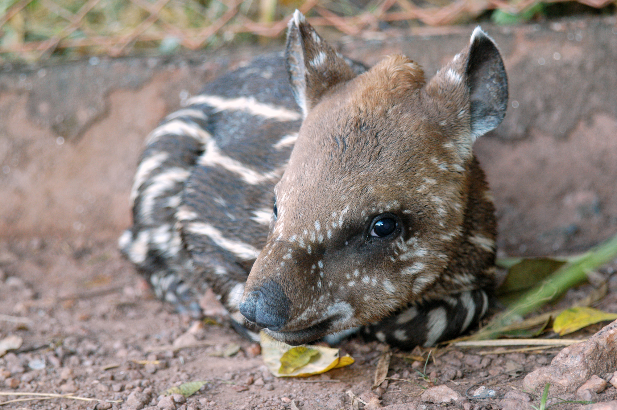 Gallery: Meet the tapir, South America’s cutest prehistoric animal