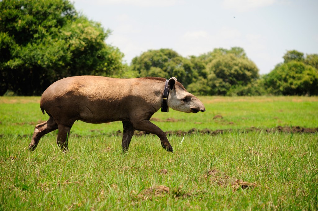 Gallery: Meet the tapir, South America’s cutest prehistoric animal