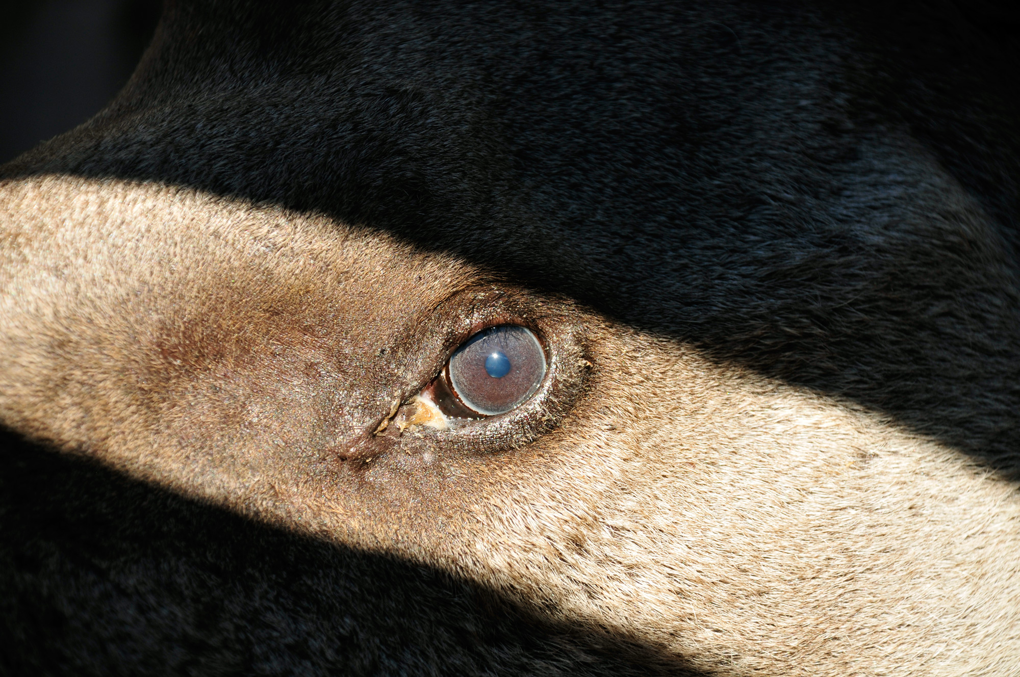 Gallery: Meet the tapir, South America’s cutest prehistoric animal