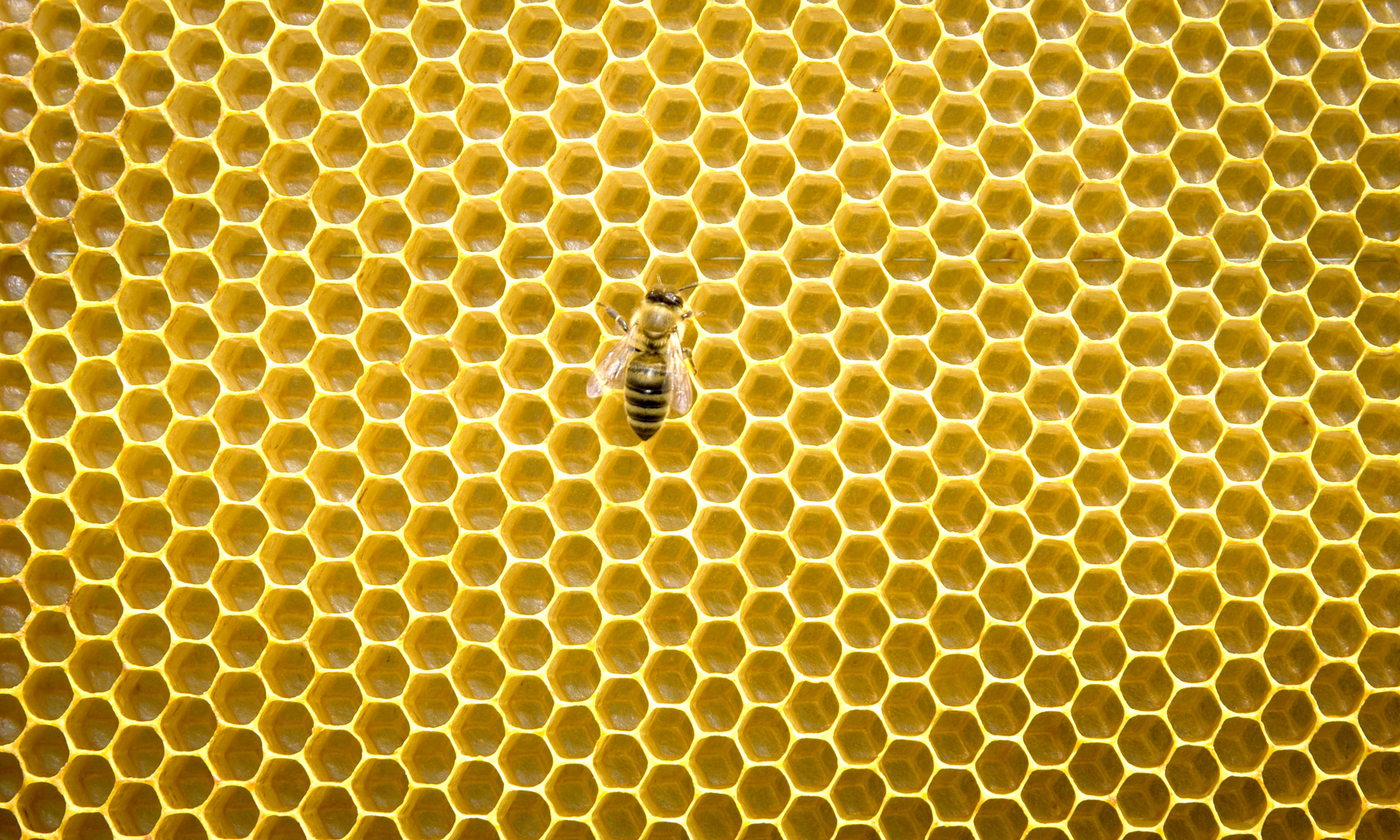 Hexagons! And other reasons to love math