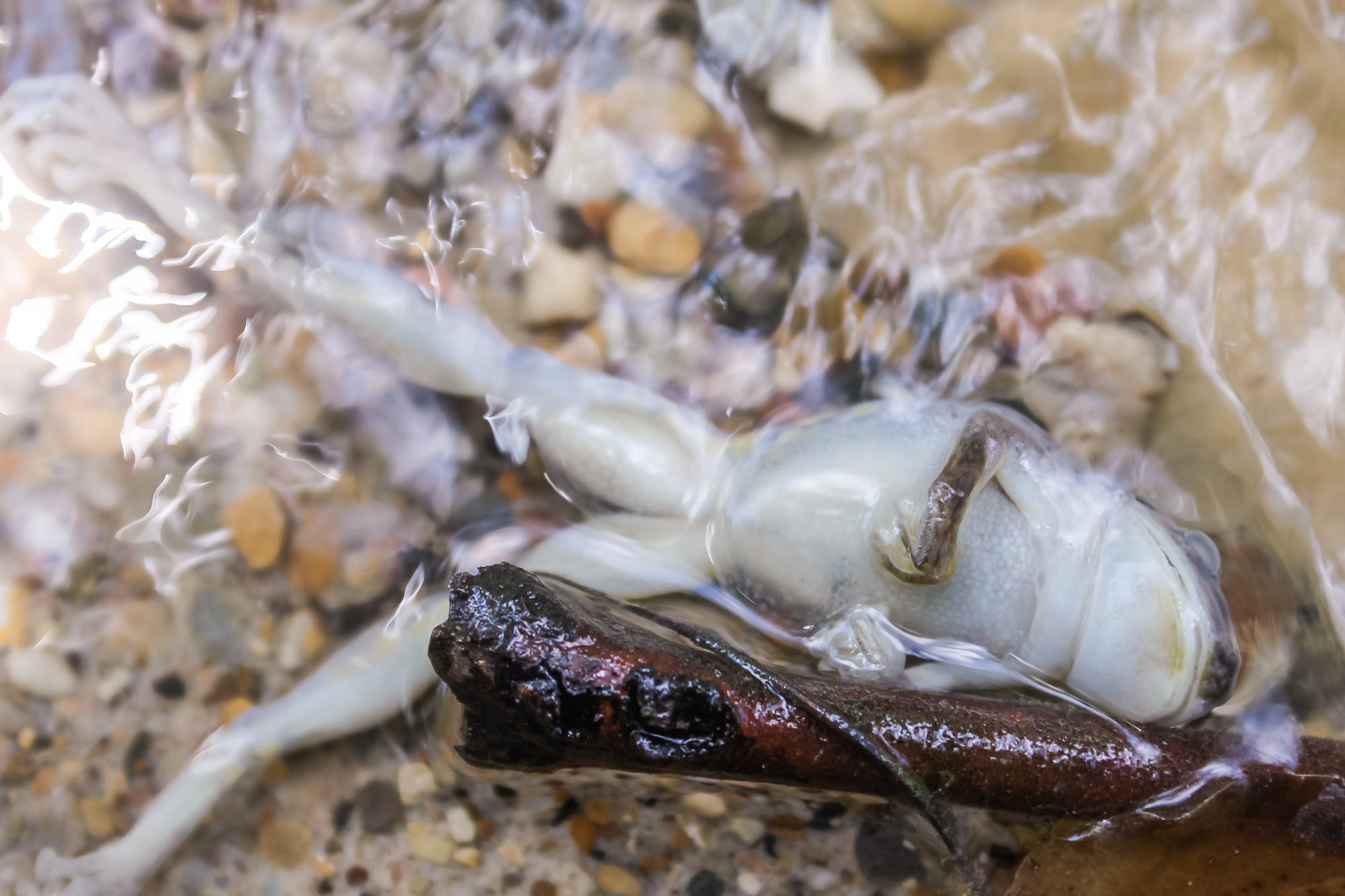 Gallery: The boiling river in the Amazon