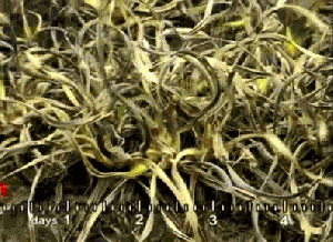 Grow plants without water