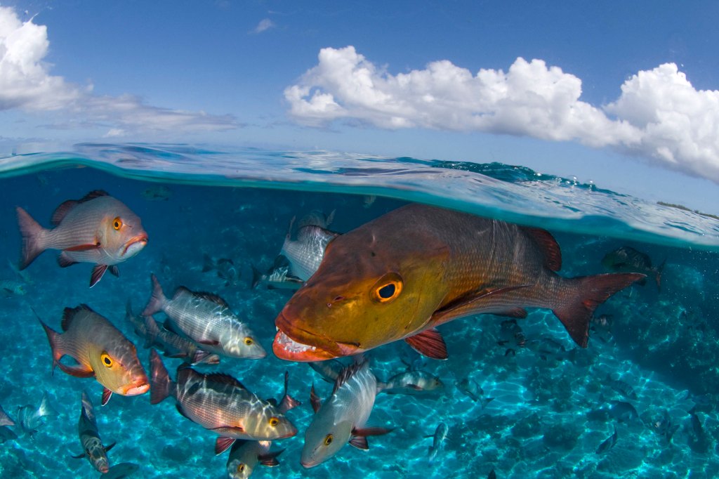 Gallery: Sea creatures as you rarely get to see them