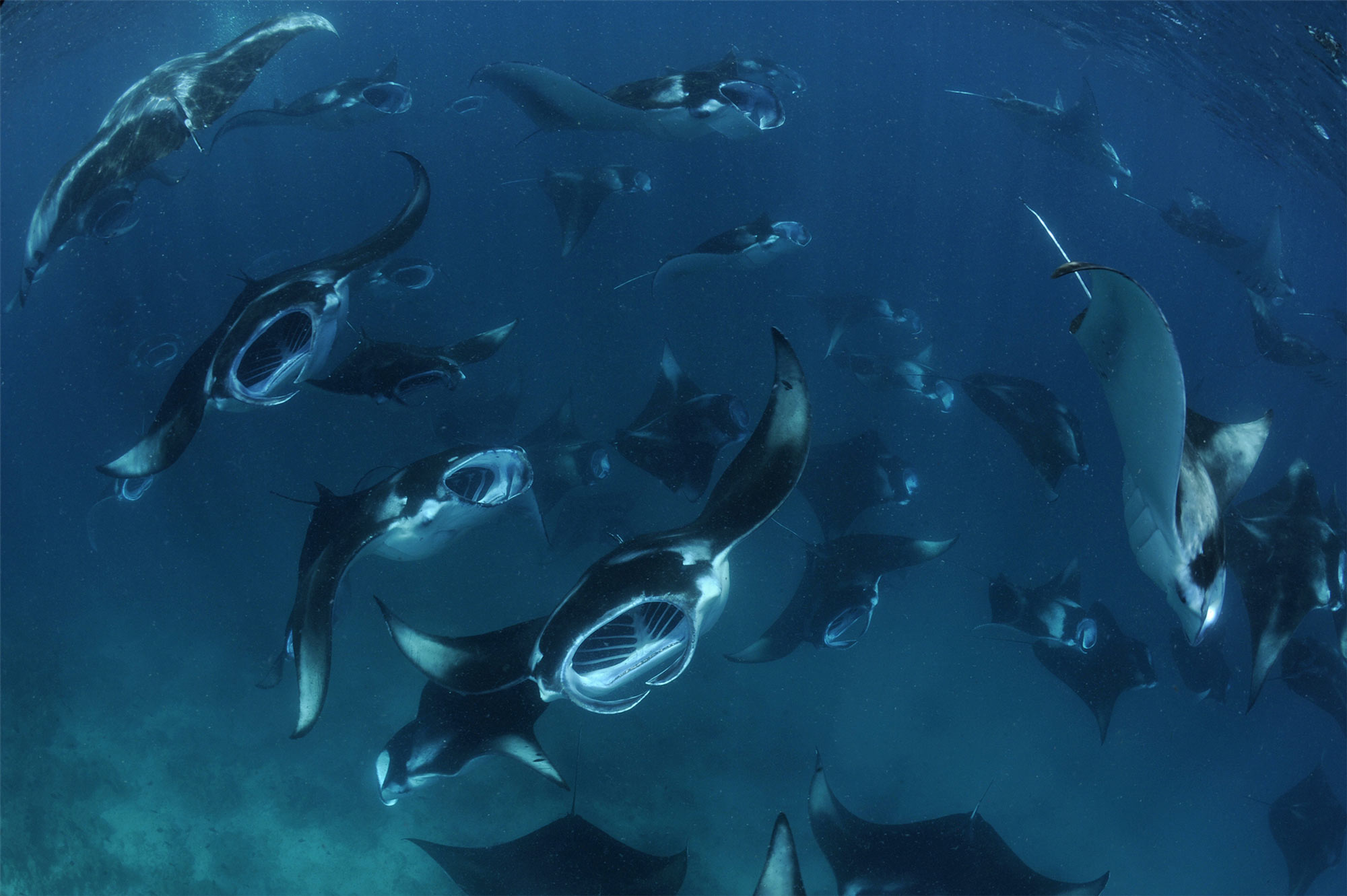 Gallery: Sea creatures as you rarely get to see them