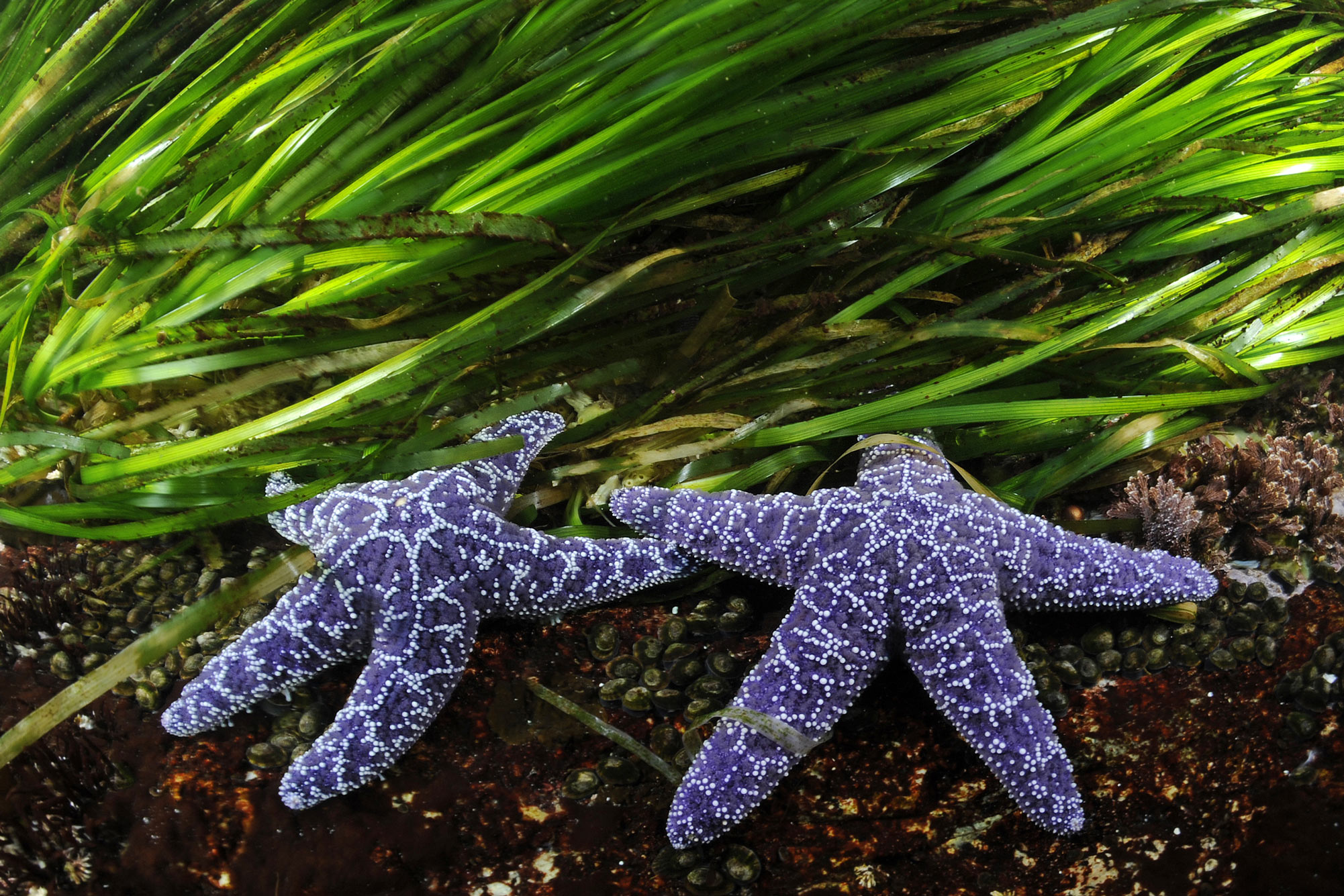 Gallery: Sea creatures as you rarely get to see them