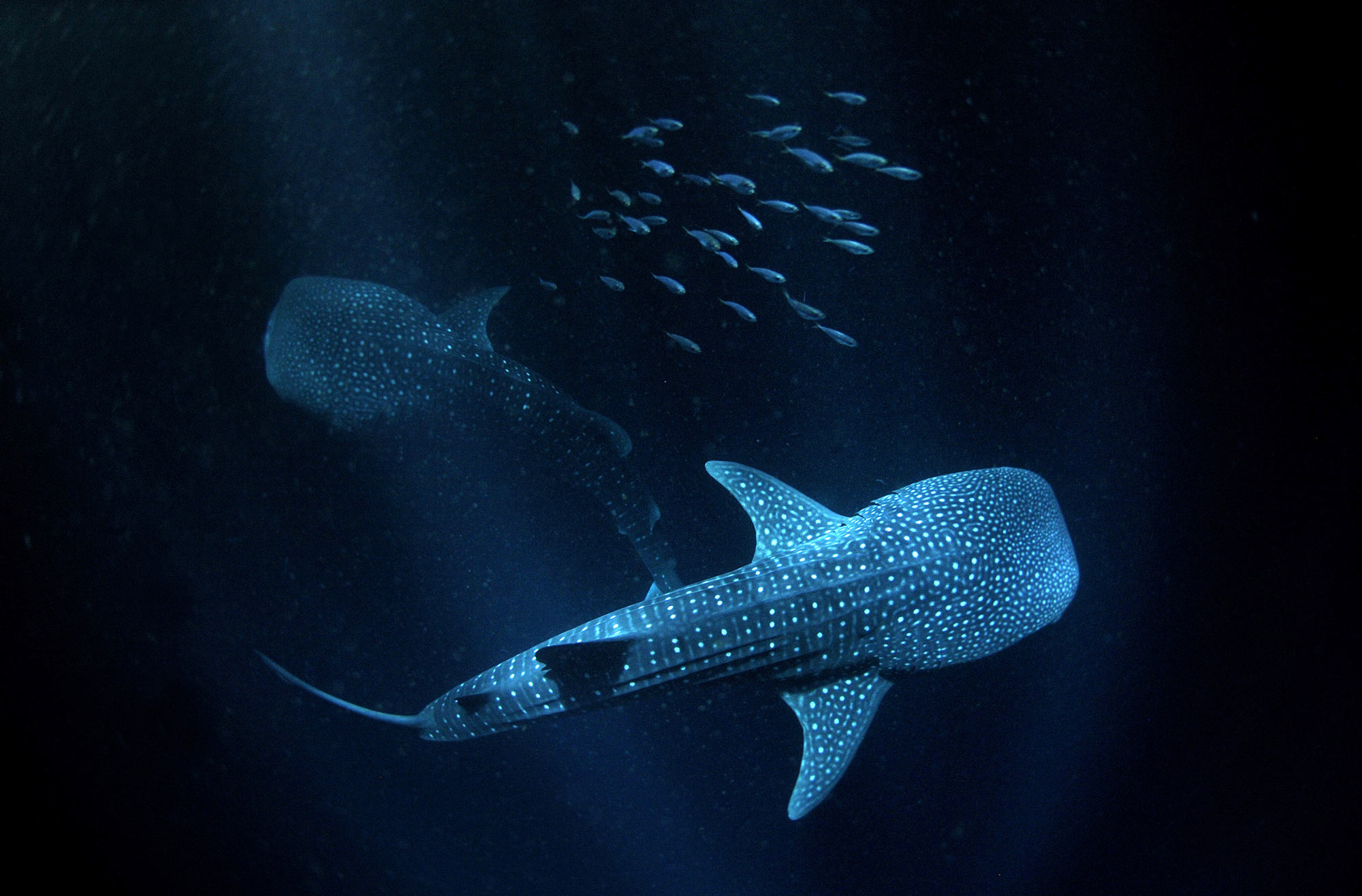 Gallery: Sea creatures as you rarely get to see them