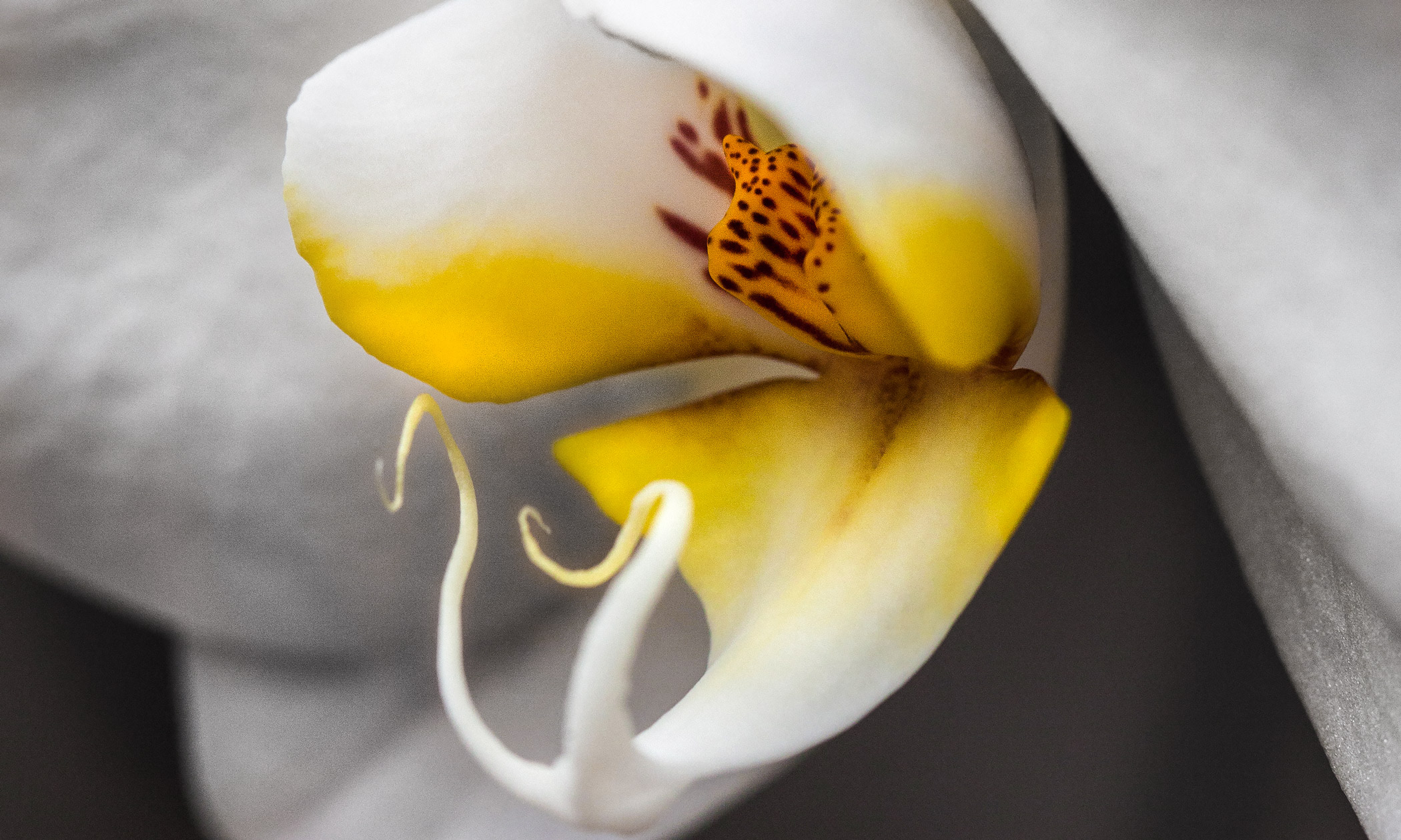 The Sexual Deception Of Plants
