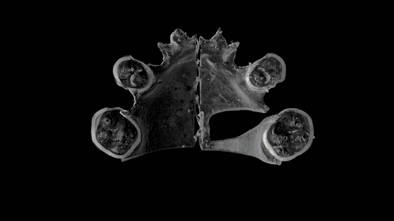 A peek into the brave new world of programmable materials