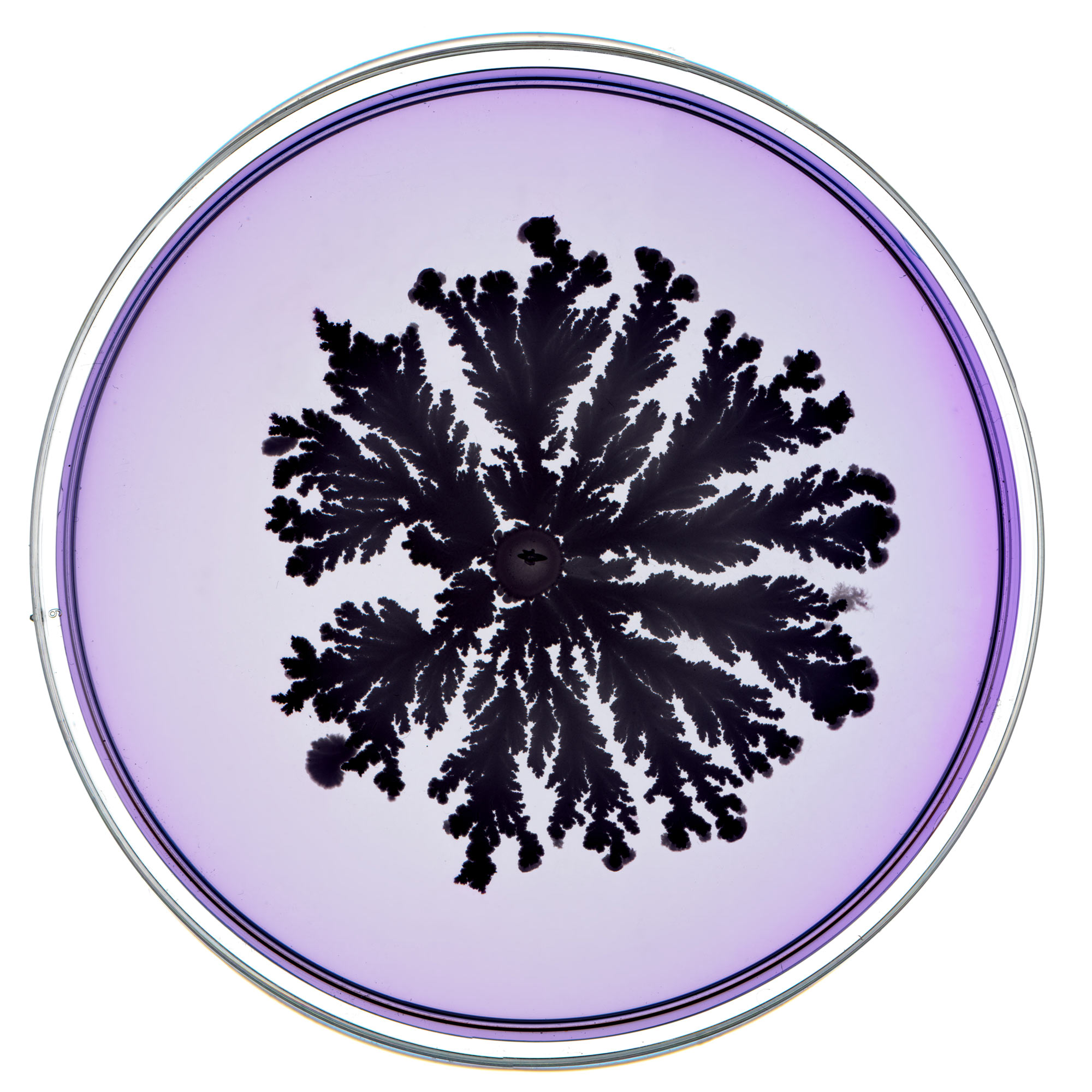 Gallery: The most beautiful bacteria you’ll ever see