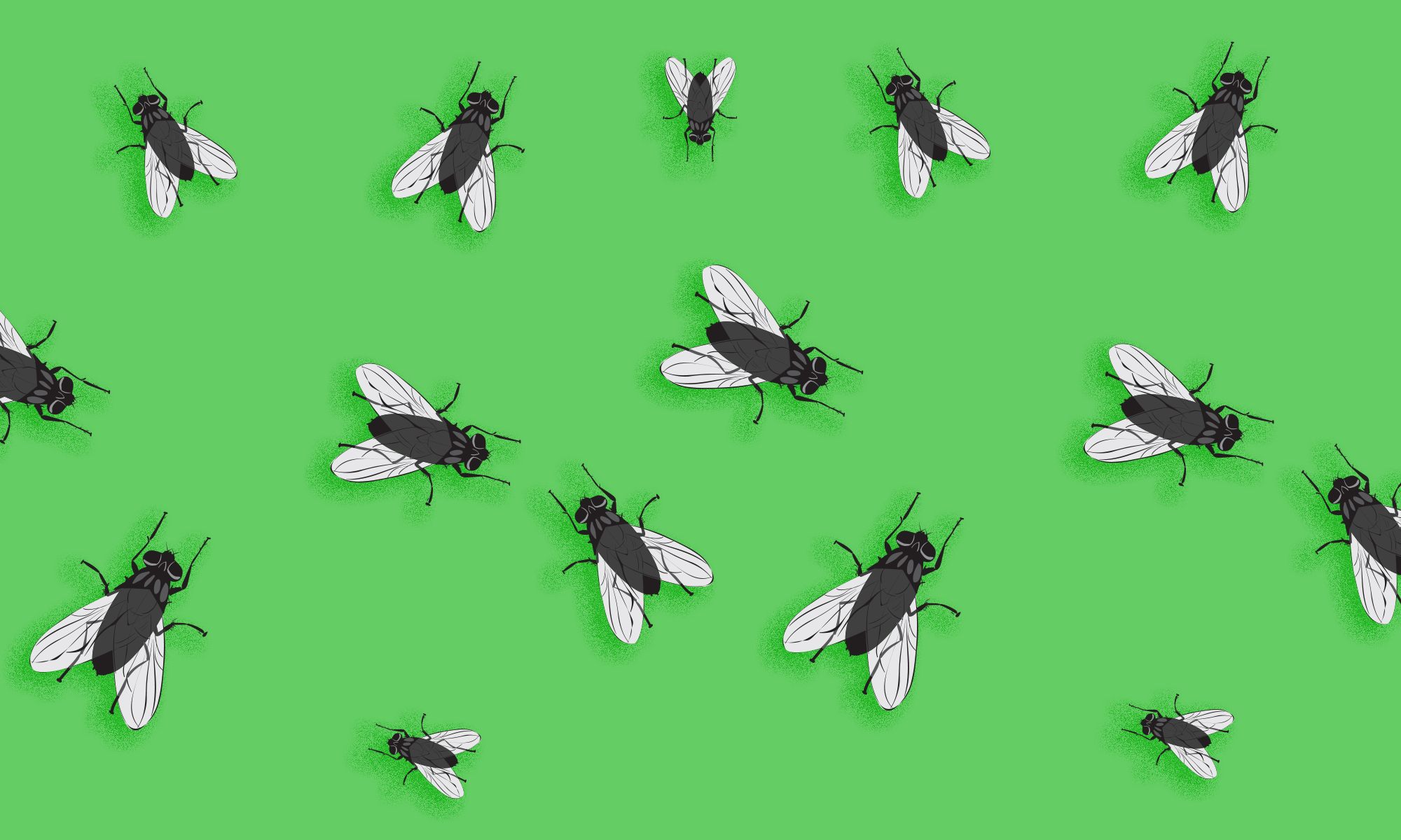 Let’s appreciate the humble fly