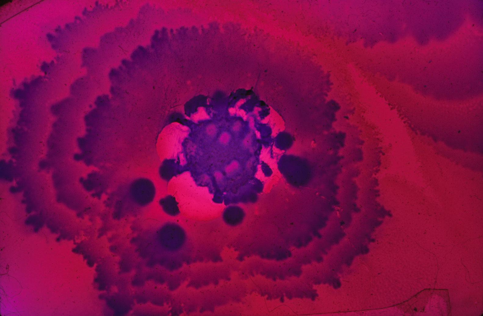 Gallery: The most beautiful bacteria you’ll ever see