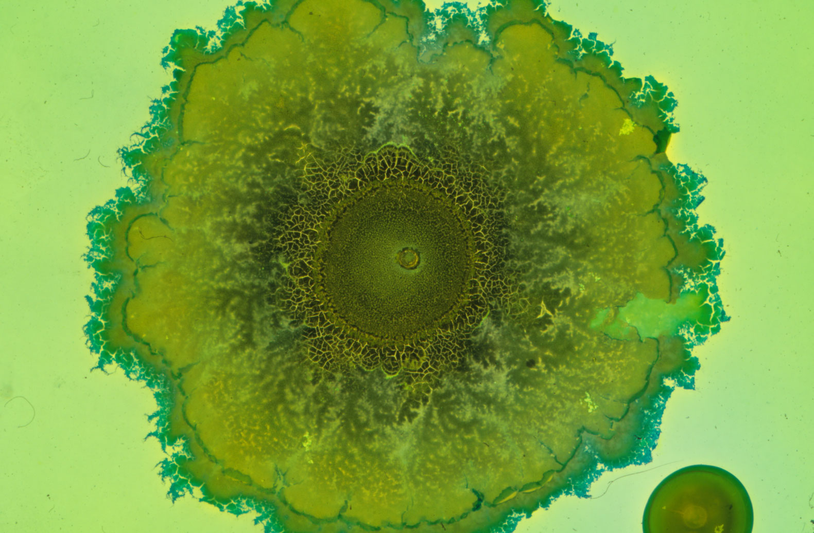 Gallery: The most beautiful bacteria you’ll ever see