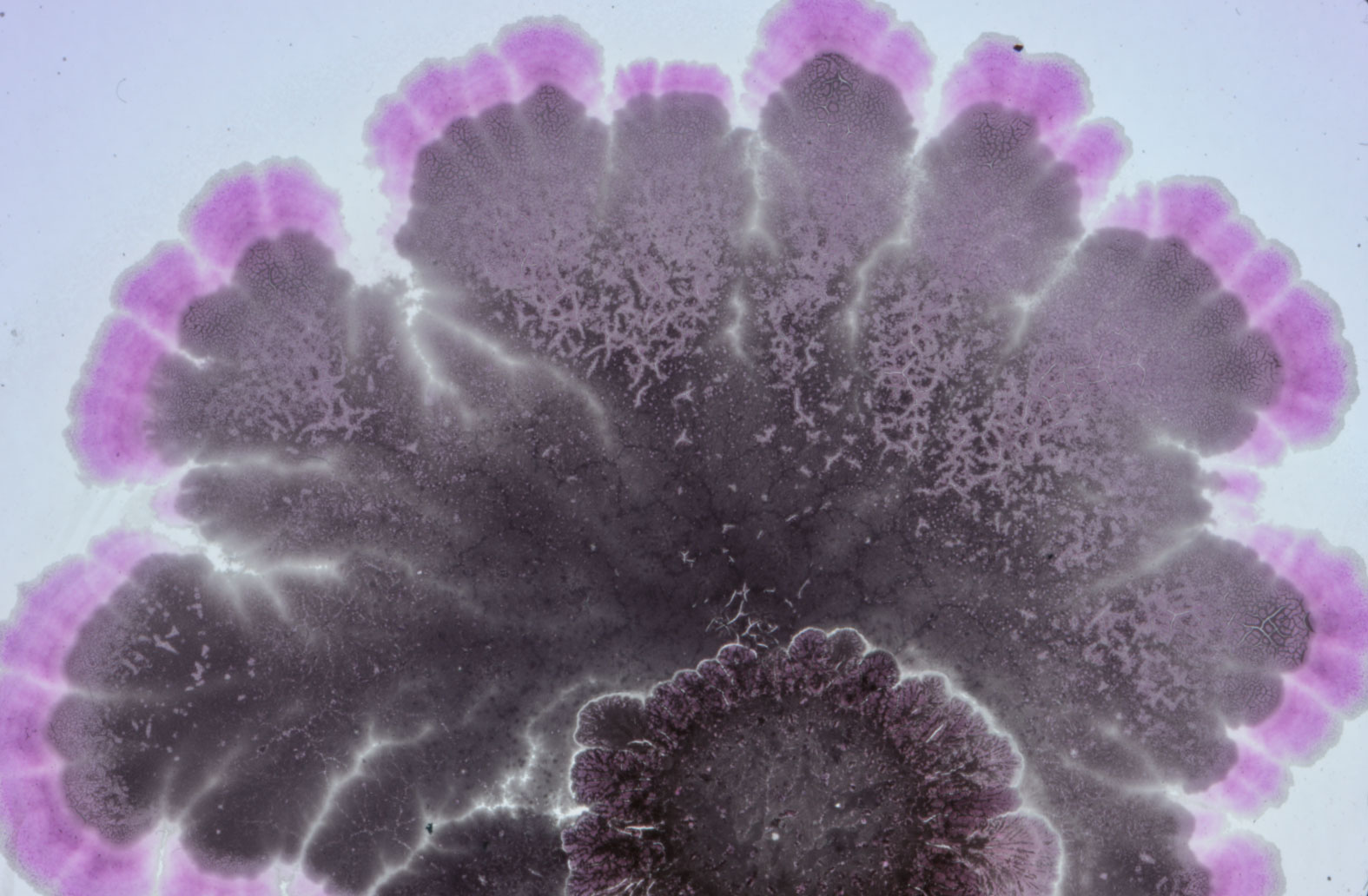 Gallery: The most beautiful bacteria you’ll ever see