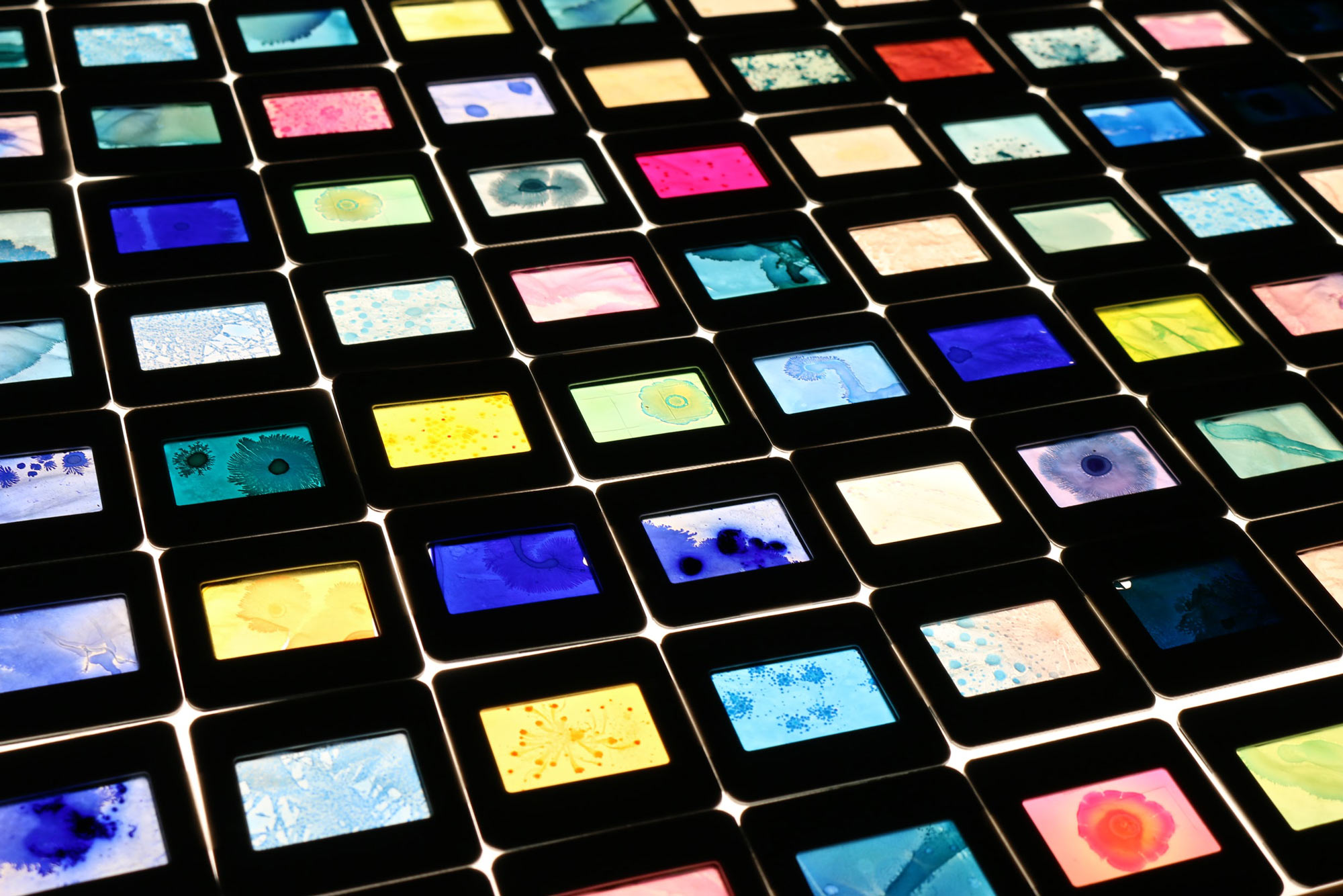 Gallery: The most beautiful bacteria you’ll ever see