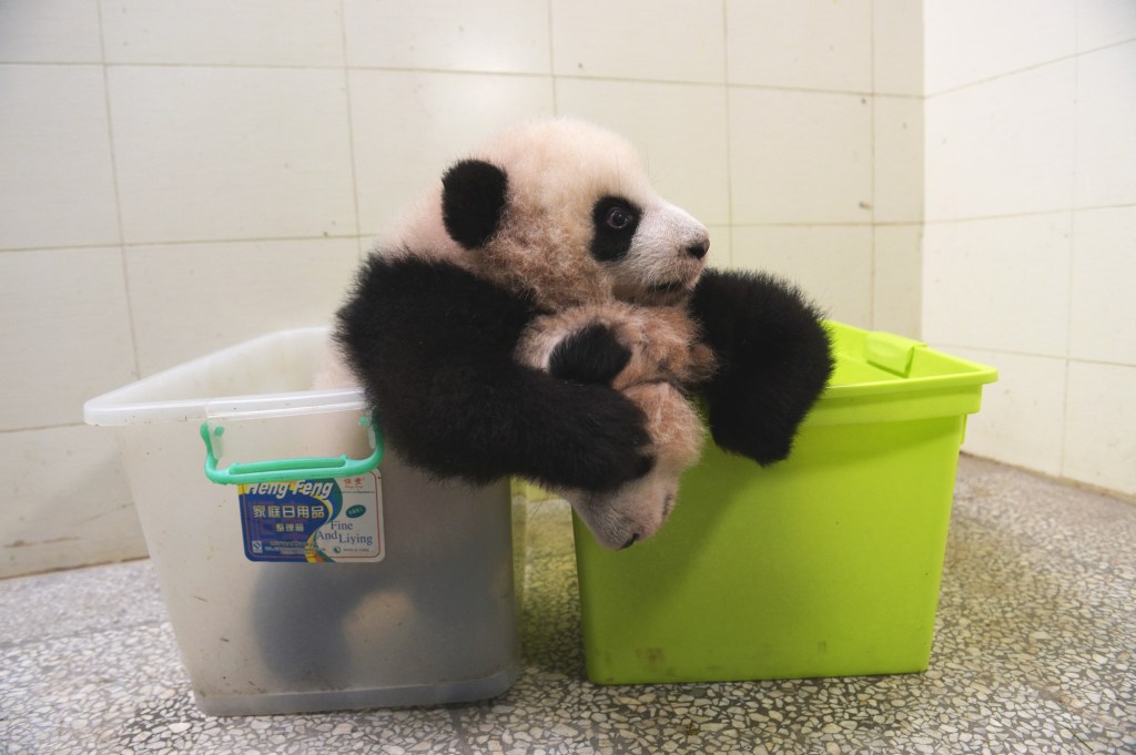 Gallery: The school where pandas learn how to be wild