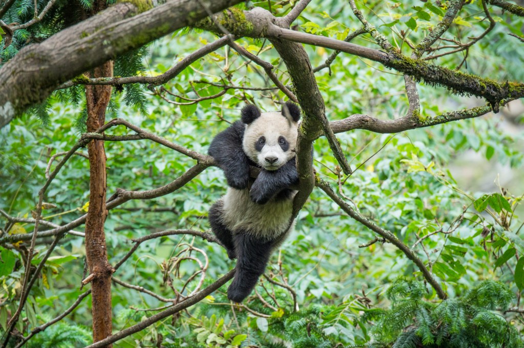 Gallery: The school where pandas learn how to be wild