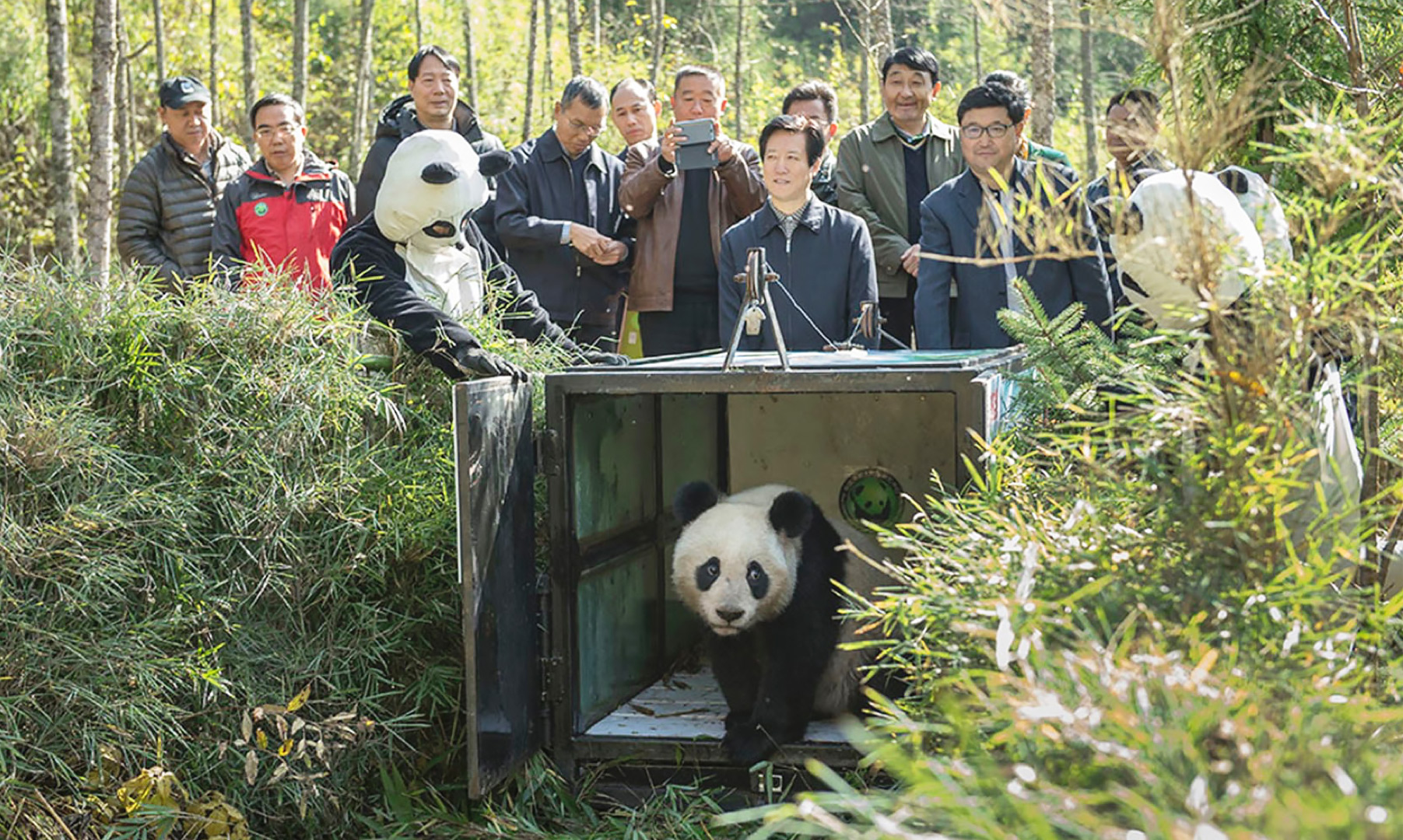 Gallery: The school where pandas learn how to be wild