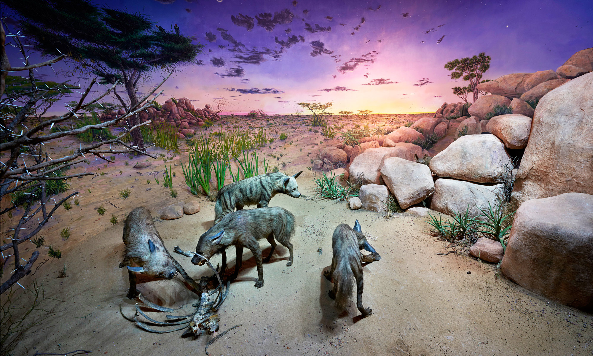 Gallery: The art and science of museum dioramas
