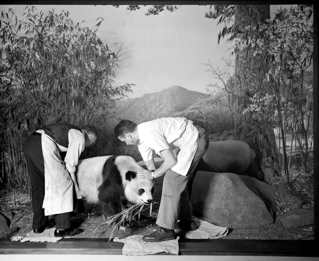 Gallery: The art and science of museum dioramas