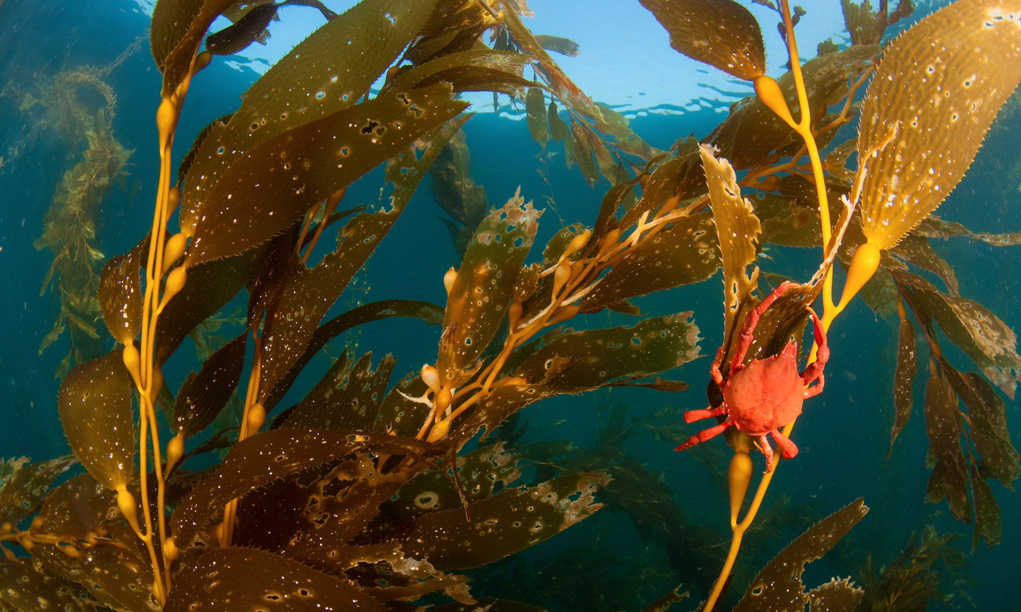 Vertical ocean farms that can feed us and help our seas