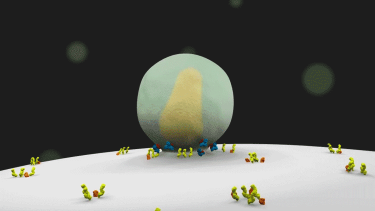 Watch: A cellular biologist animates the life cycle of HIV in this ...