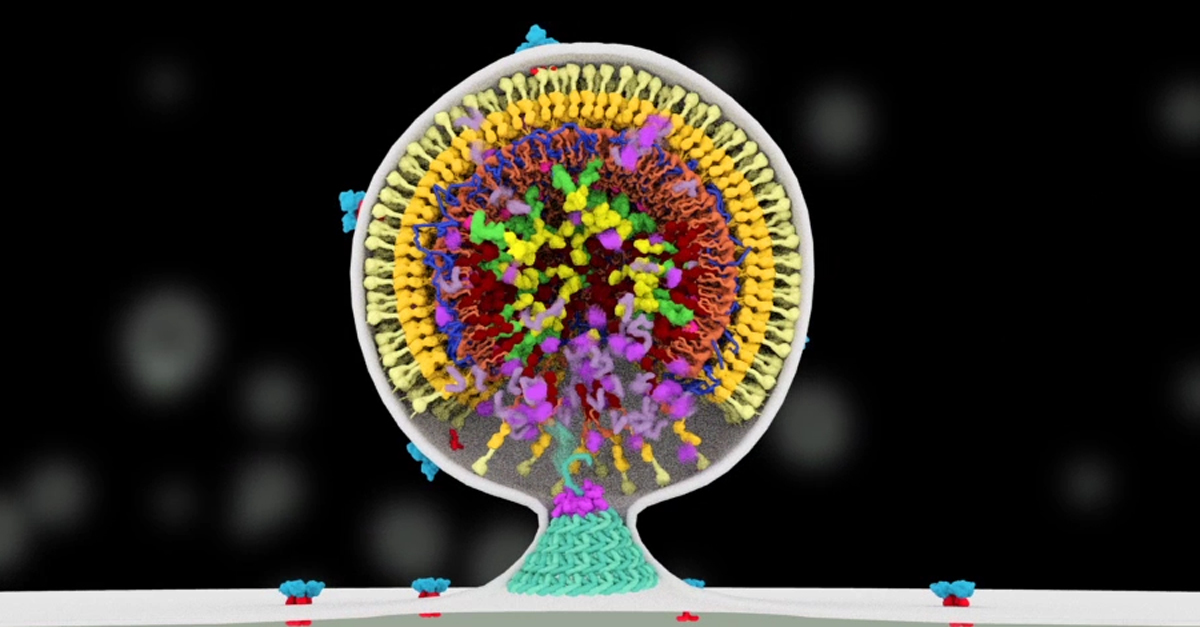Watch: A cellular biologist animates the life cycle of HIV in this ...