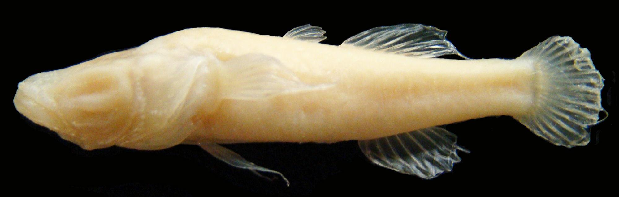 What can cavefish teach us about the world?