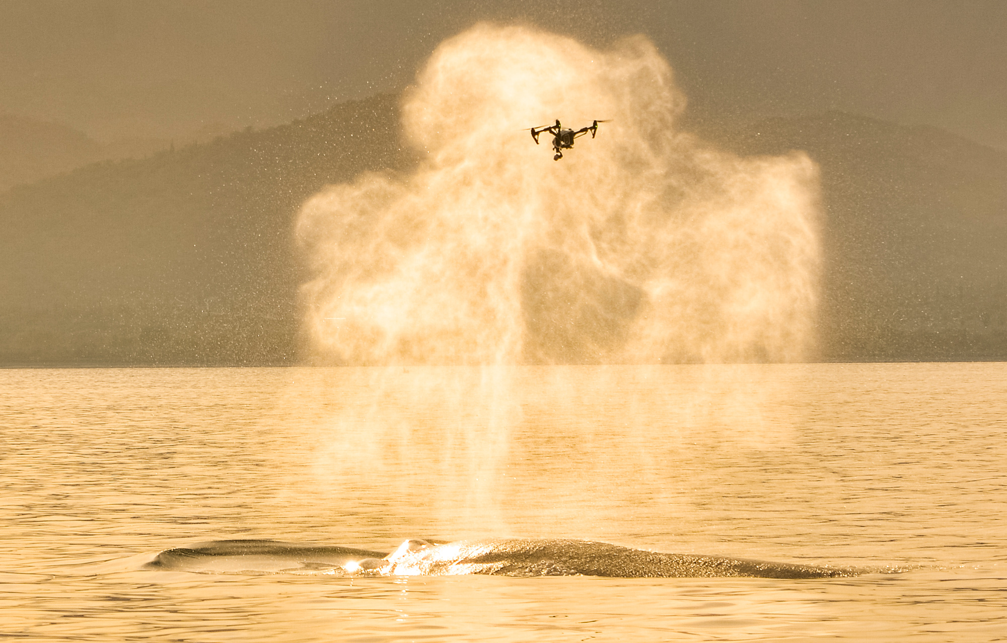 How a snot-collecting marine drone is giving us an exciting new view of ...