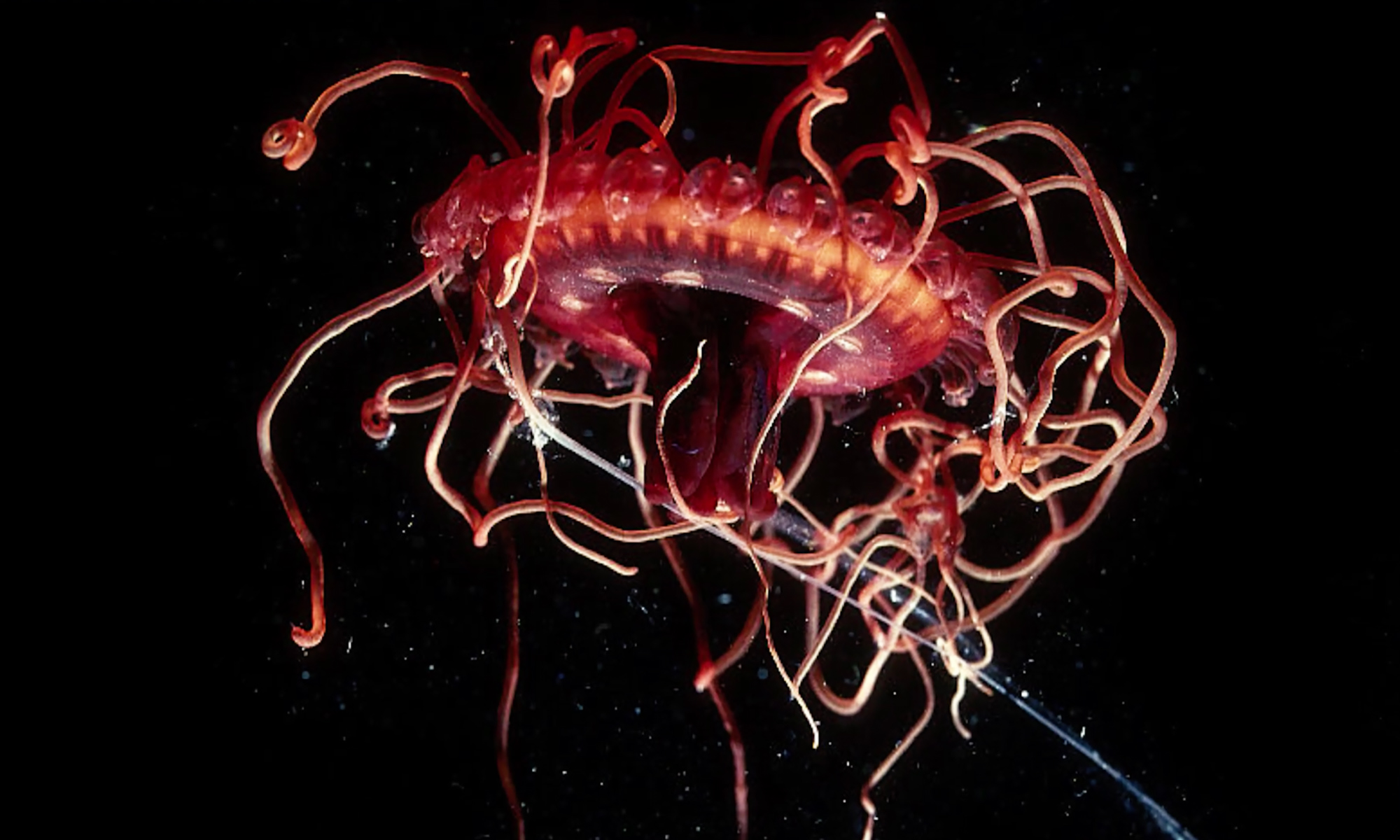 Gallery: Meet 6 bewitching, rarely seen creatures from the ocean’s ...