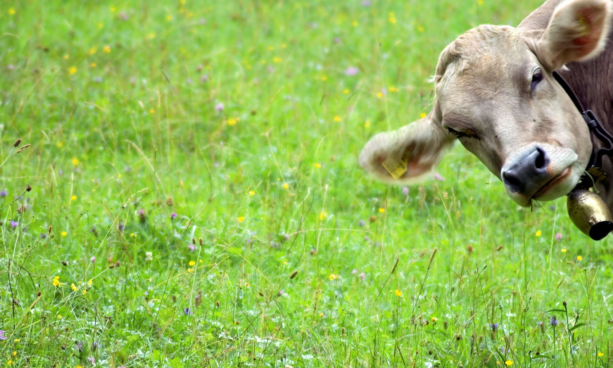 Methane isn’t just cow farts; it’s also cow burps (and other weird ...