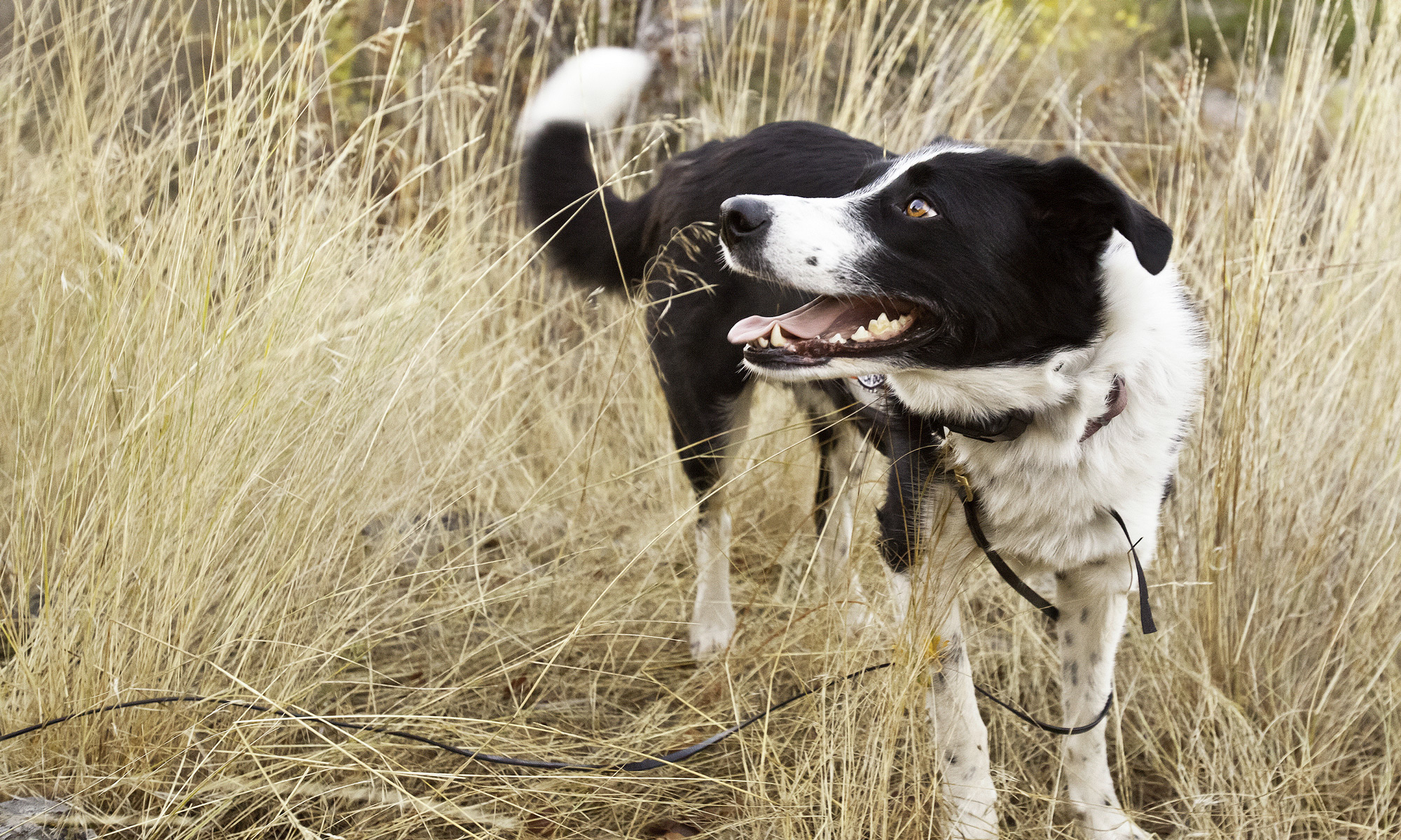 Once unwanted, these dogs are now on the front lines of wildlife ...