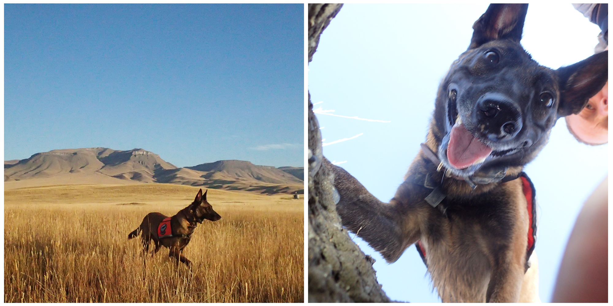 Once unwanted, these dogs are now on the front lines of wildlife ...