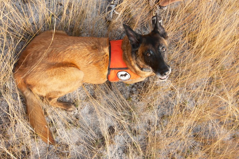 Once unwanted, these dogs are now on the front lines of wildlife ...