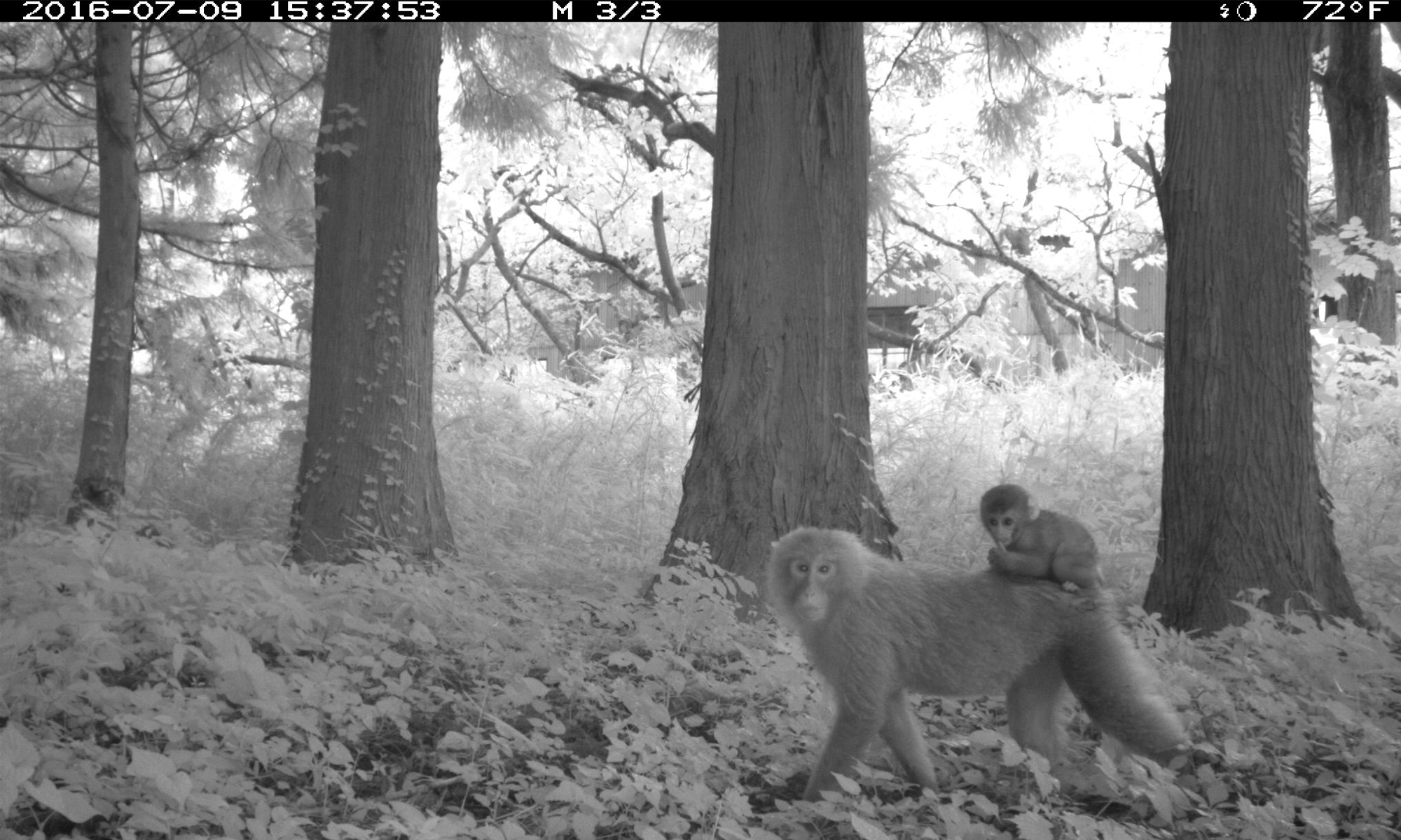 After a nuclear disaster, then what? A surprising look at the animals ...