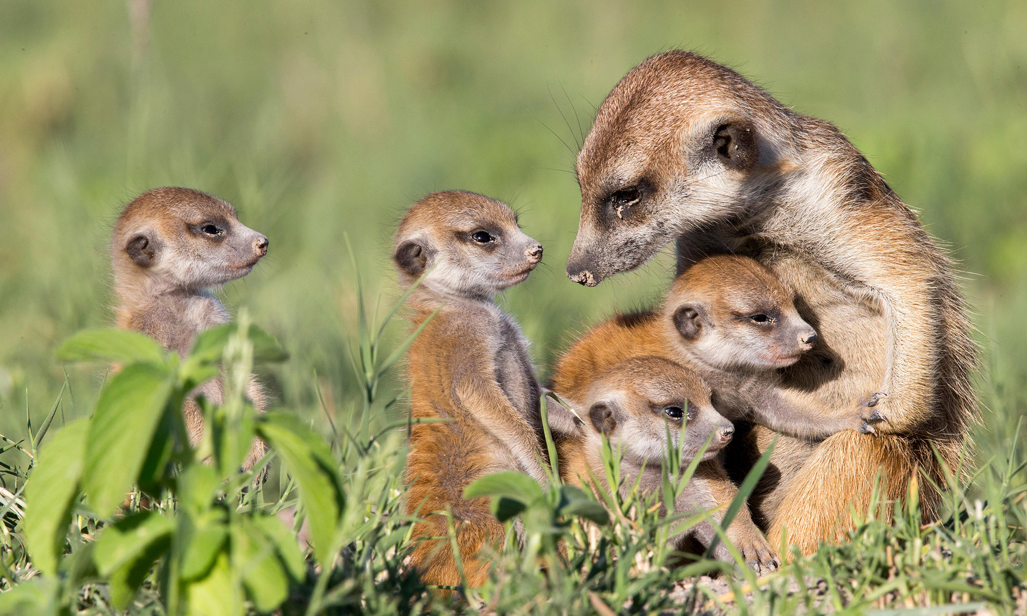 Humans aren’t the only ones that help out their adult kids — here’s why ...