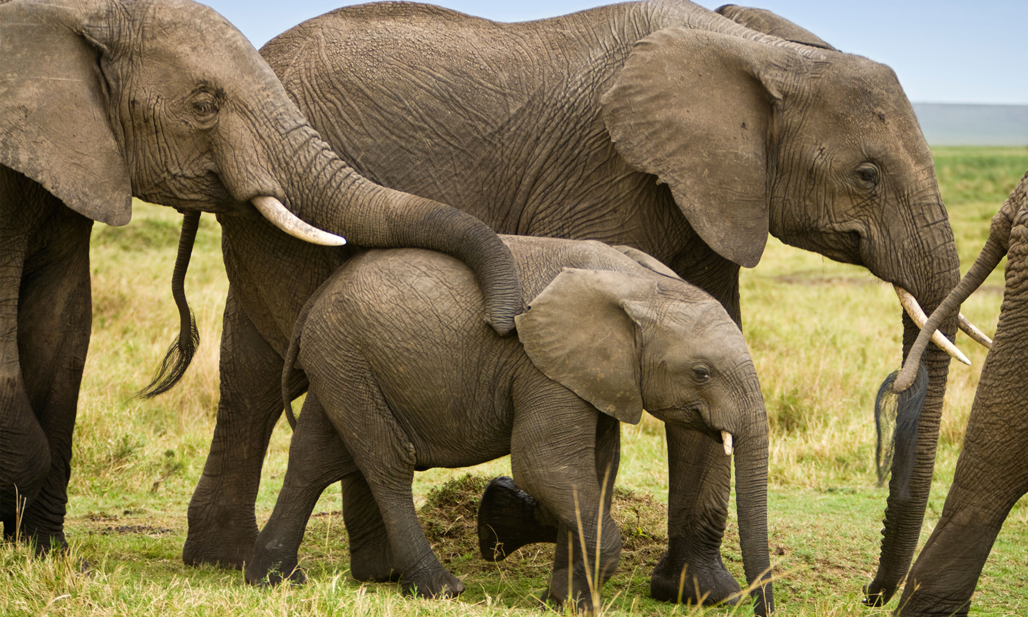 animals