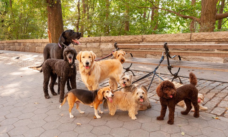 The truth about the environmental paw print of dogs (and cats) — and ...